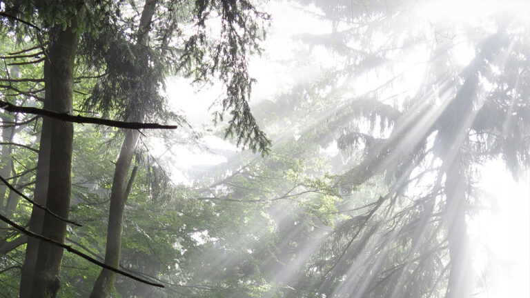 Saiba o Que é Lens Flare: Como Evitá-lo ou Utilizá-lo ao Seu Favor ...